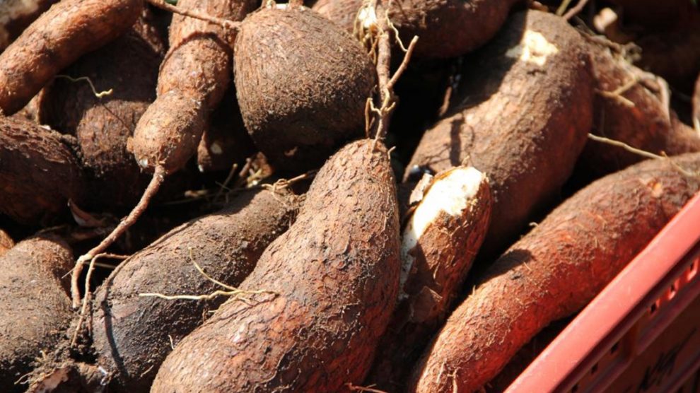 Nova variedade de mandioca deve impulsionar produtividade em Tangará ... Nova variedade de mandioca deve impulsionar produtividade em Tangará ...