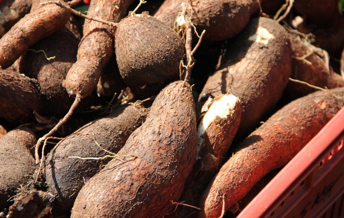 Nova variedade de mandioca deve impulsionar produtividade em Tangará ... Nova variedade de mandioca deve impulsionar produtividade em Tangará ...