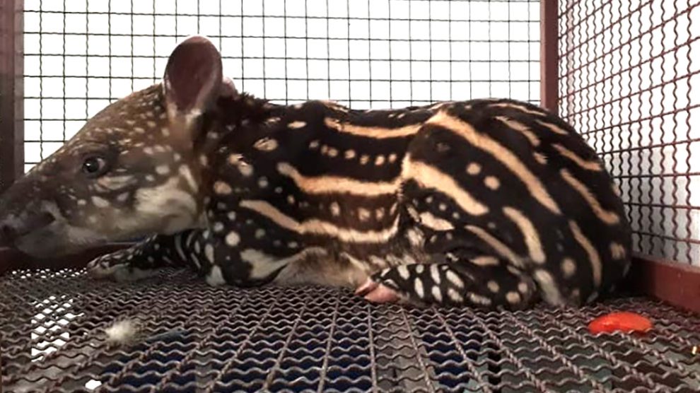 Filhote de anta capturado na BR-163 em Sorriso é levado para UFMT em ...