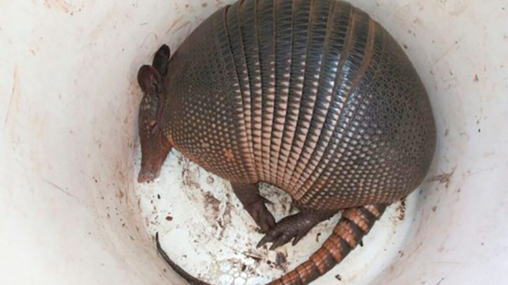 Bombeiros capturam tatu encontrado por moradores dentro de casa no ...