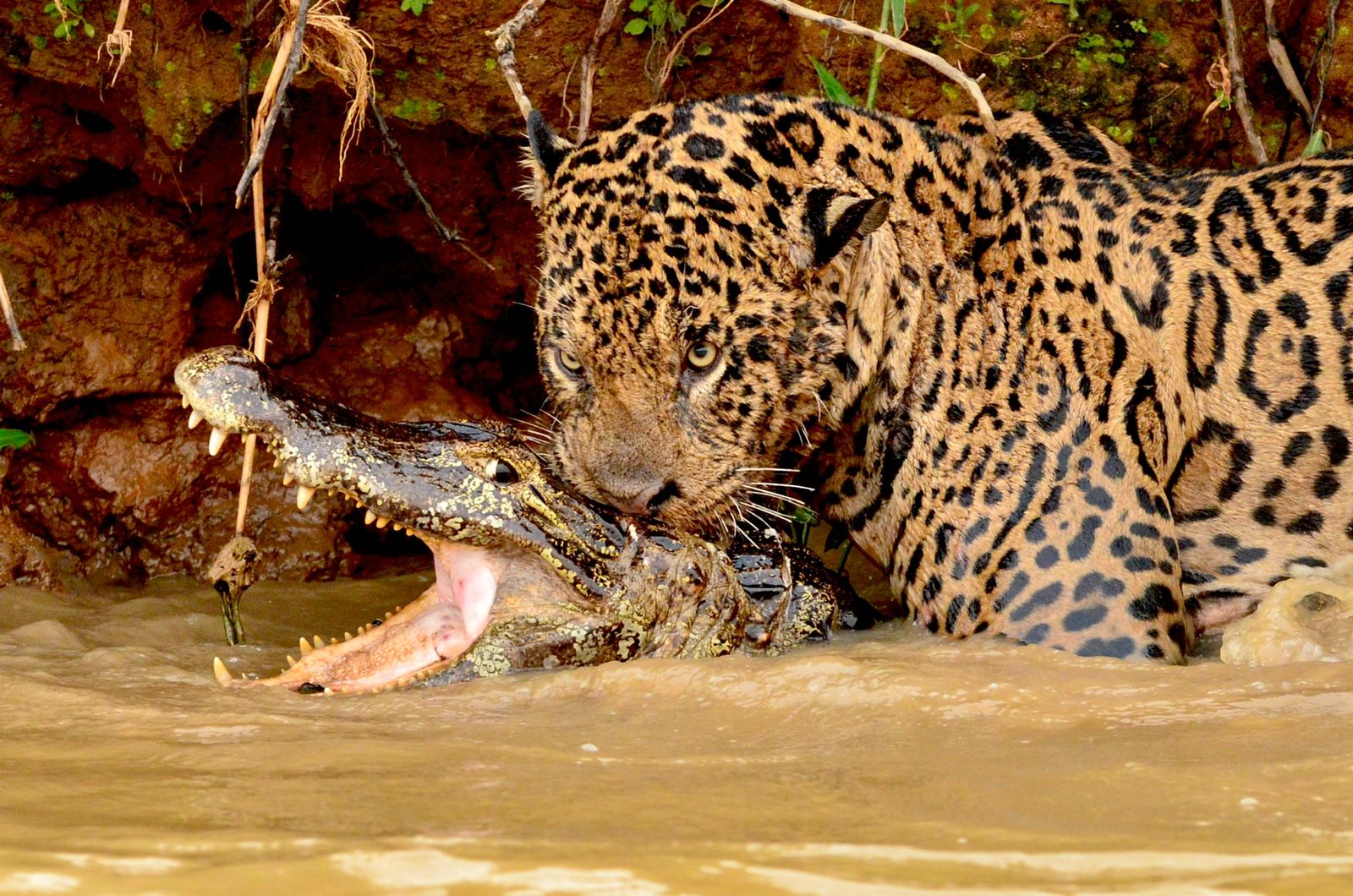 Guias mostram dia-a-dia de onças em Mato Grosso e defendem educação ...