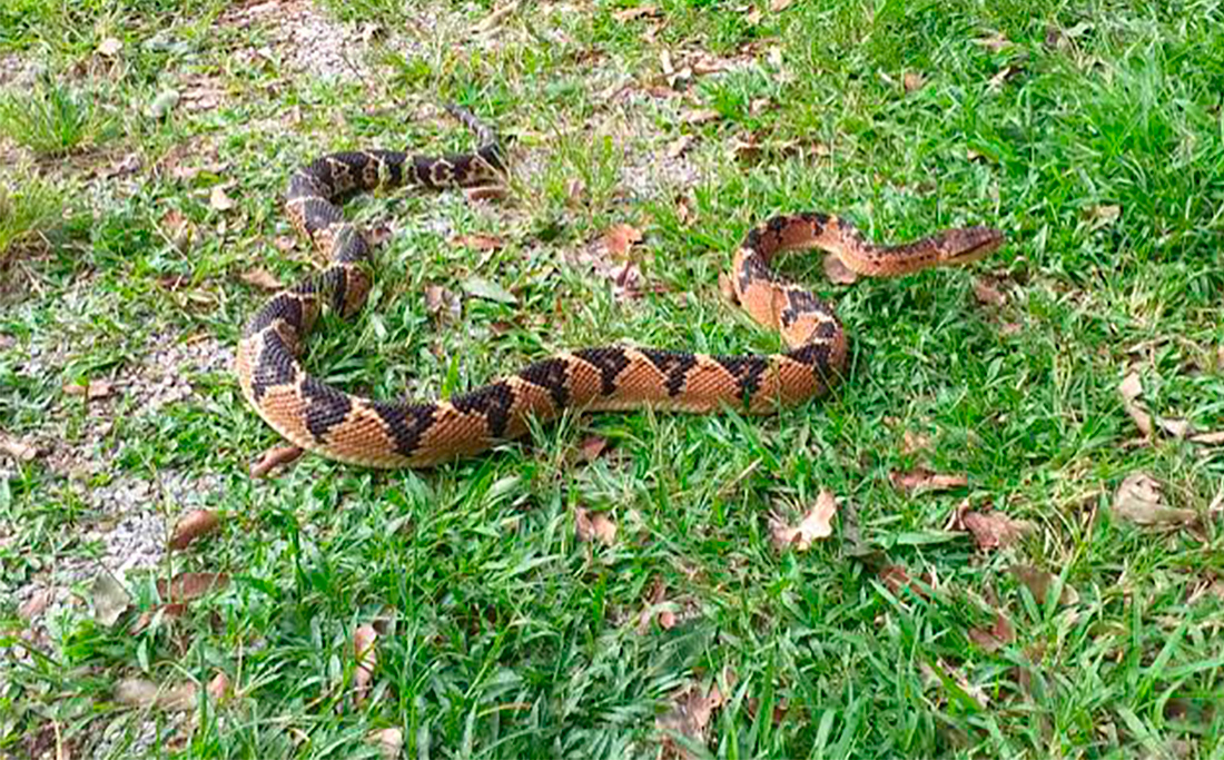 Serpente venenosa encontrada em lavanderia é capturada em Alta Floresta | Só Notícias