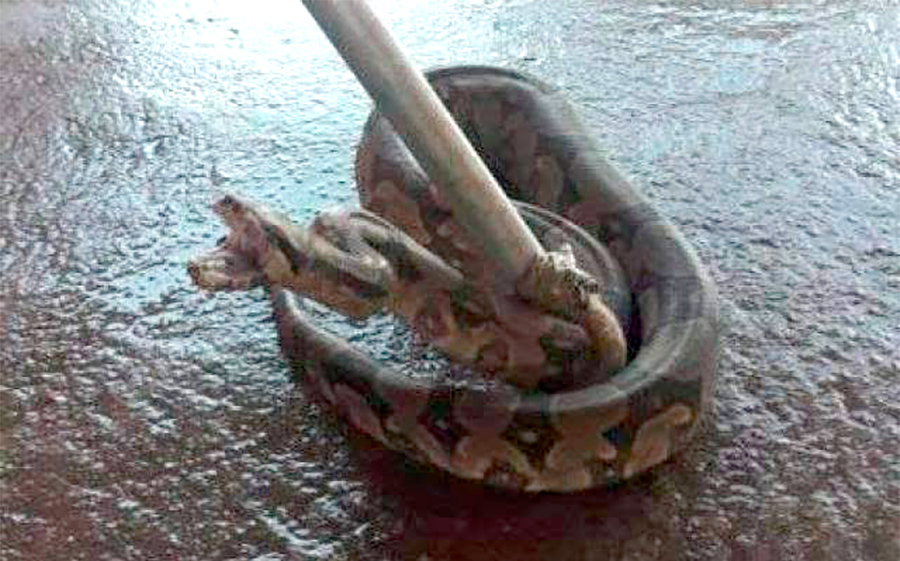 Morador de Alta Floresta é surpreendido ao encontrar cobra em banheiro ...