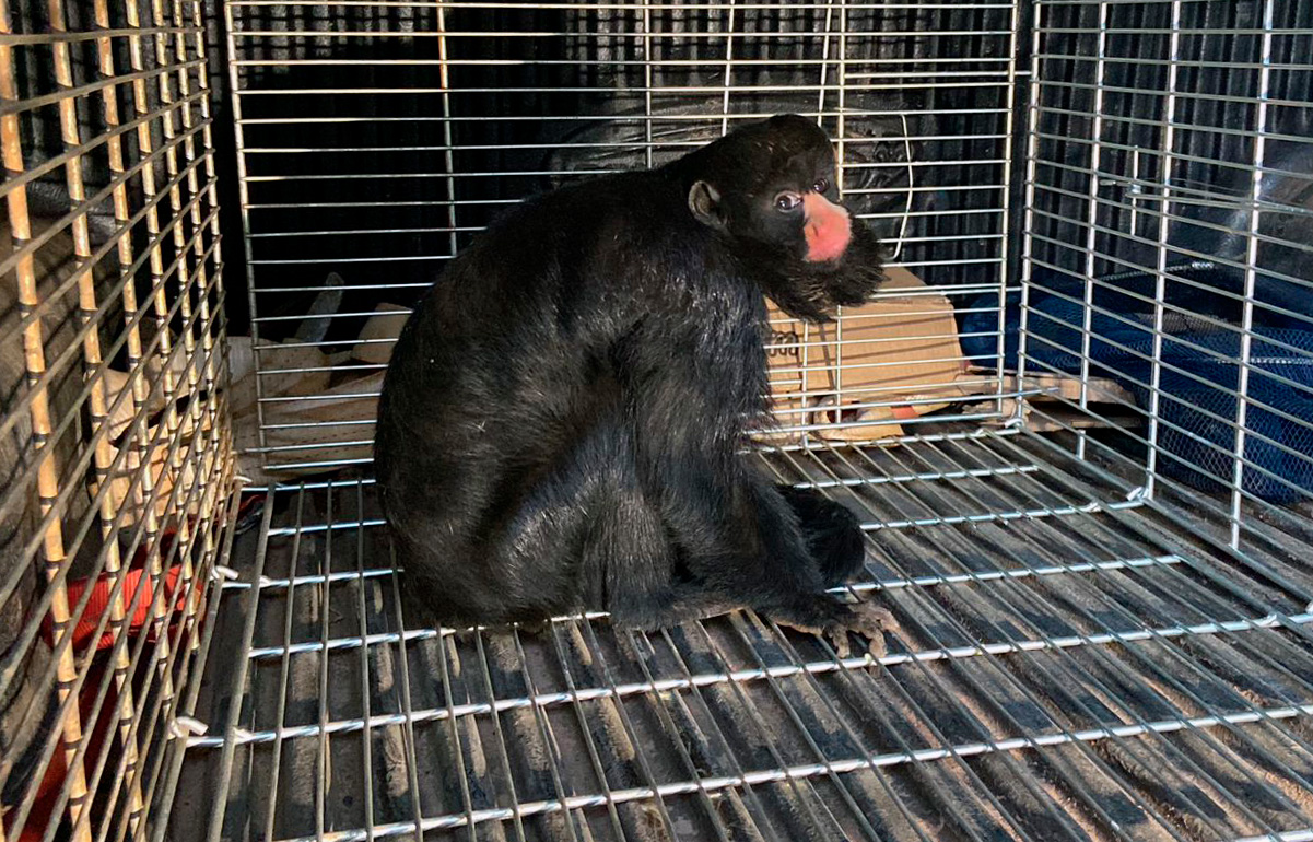 Macaco cuxiú-de-nariz-branco é resgatado e levado para centro de ...