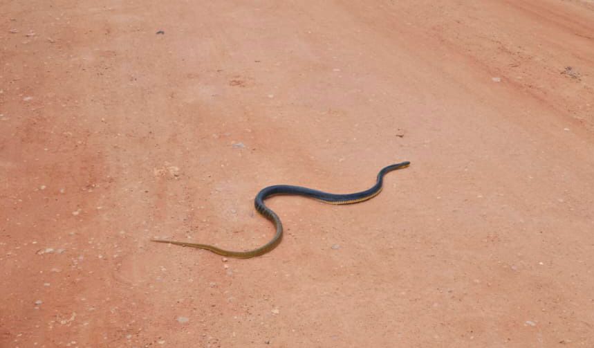 Serpente papa-pinto resgatada em residência é devolvida para natureza ...