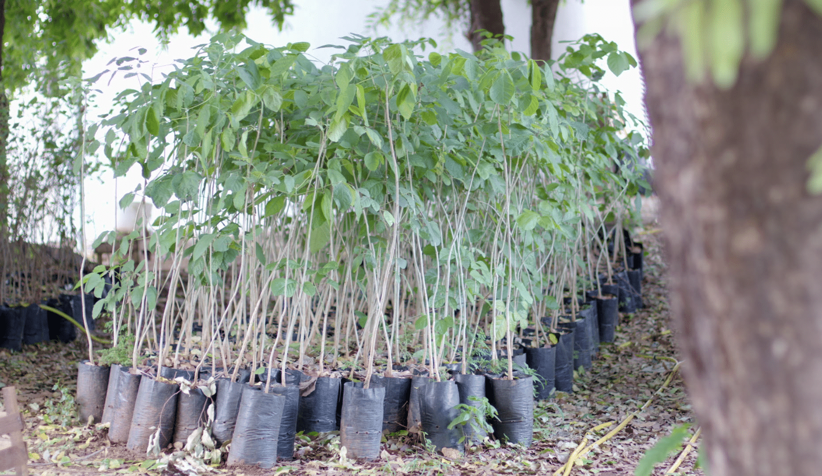 Programa Verde Novo em MT recebe doação de 20 mil mudas para ...