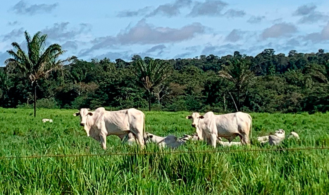 Preço da vaca gorda em Mato Grosso sobe 2% | Só Notícias