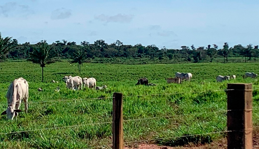 Preço da vaca gorda em Mato Grosso começa se recuperar | Só Notícias