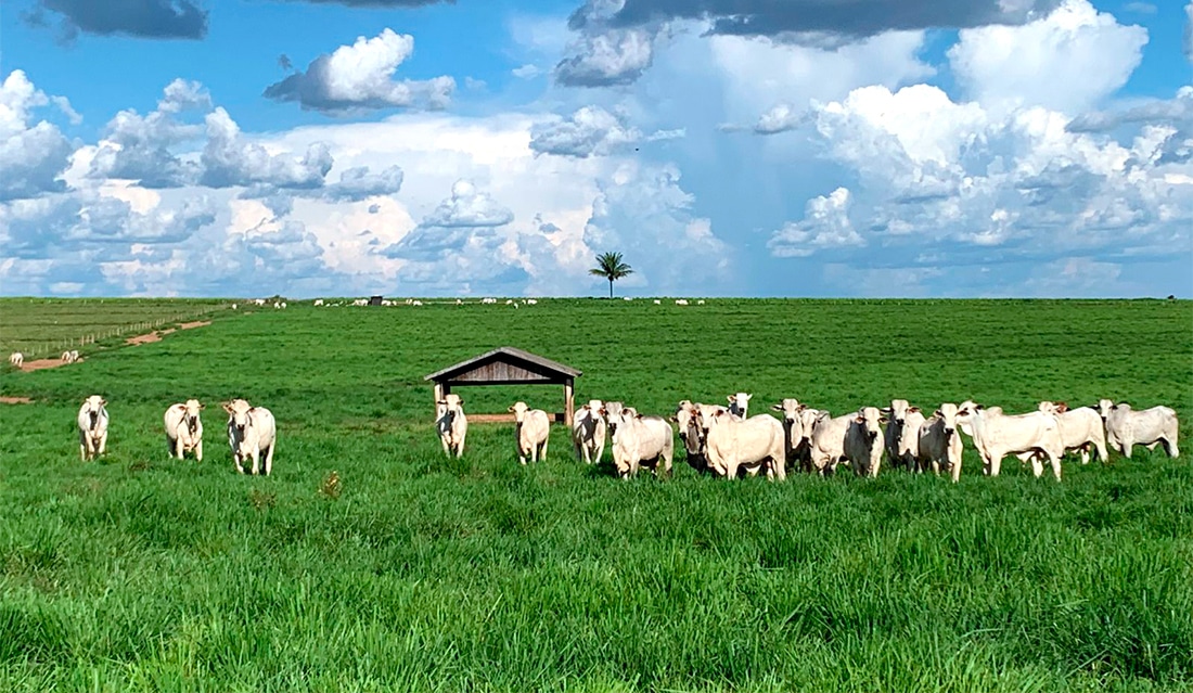 Preço do boi gordo sobe em Mato Grosso e da vaca também melhora | Só ...