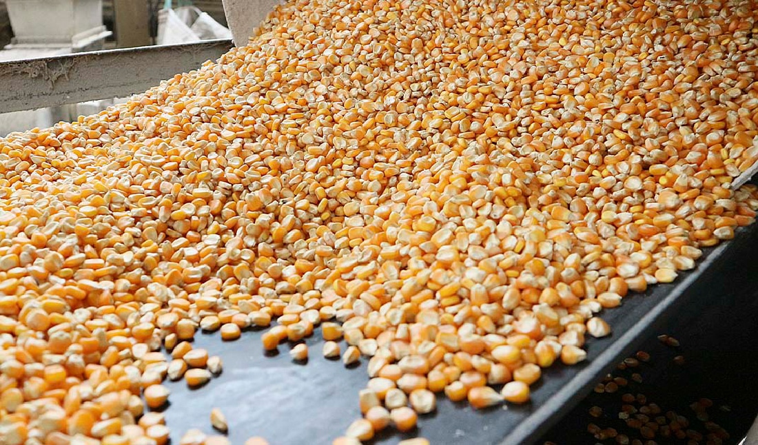 Preço do milho em Mato Grosso sobe 1,1% | Só Notícias