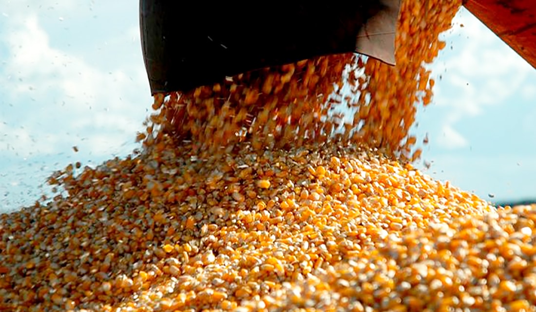 Custeio da safra de milho em Mato Grosso aumenta 2,5% | Só Notícias